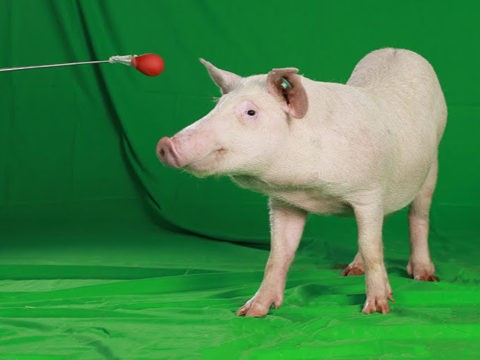 Sinclair BioResources | Sinclair BioResources