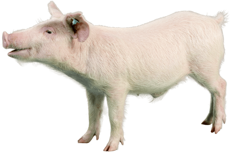 Hanford Miniature Swine ⋆ Sinclair Bio Resources